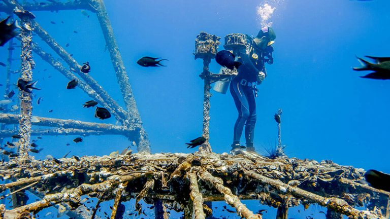 A Prompt Scuba Diving Guide to Baja California