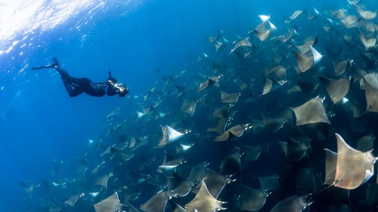 Destination Guide for Best Scuba Diving in Mexico