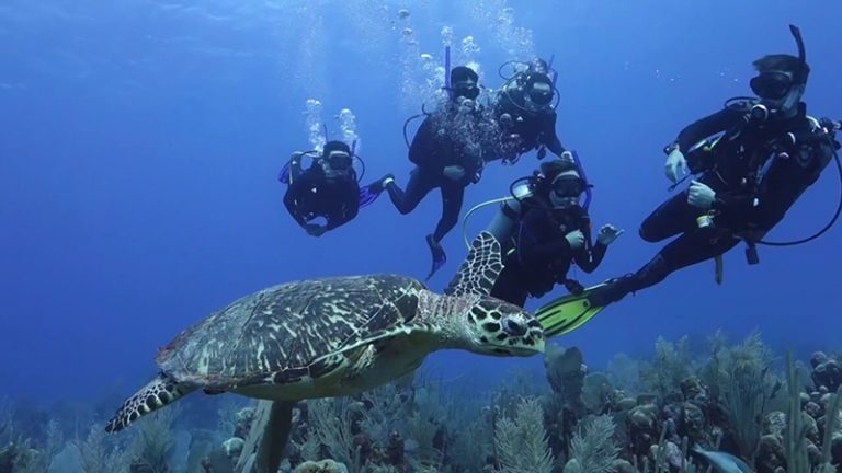 Destination Guide for Best Scuba Diving in Mexico