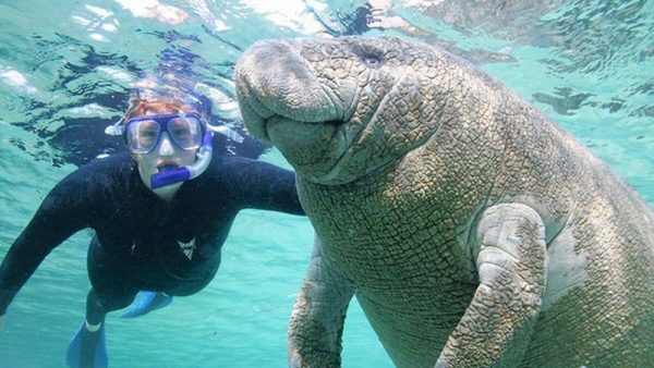 A Quick Guide to Scuba Diving in Crystal River, Florida